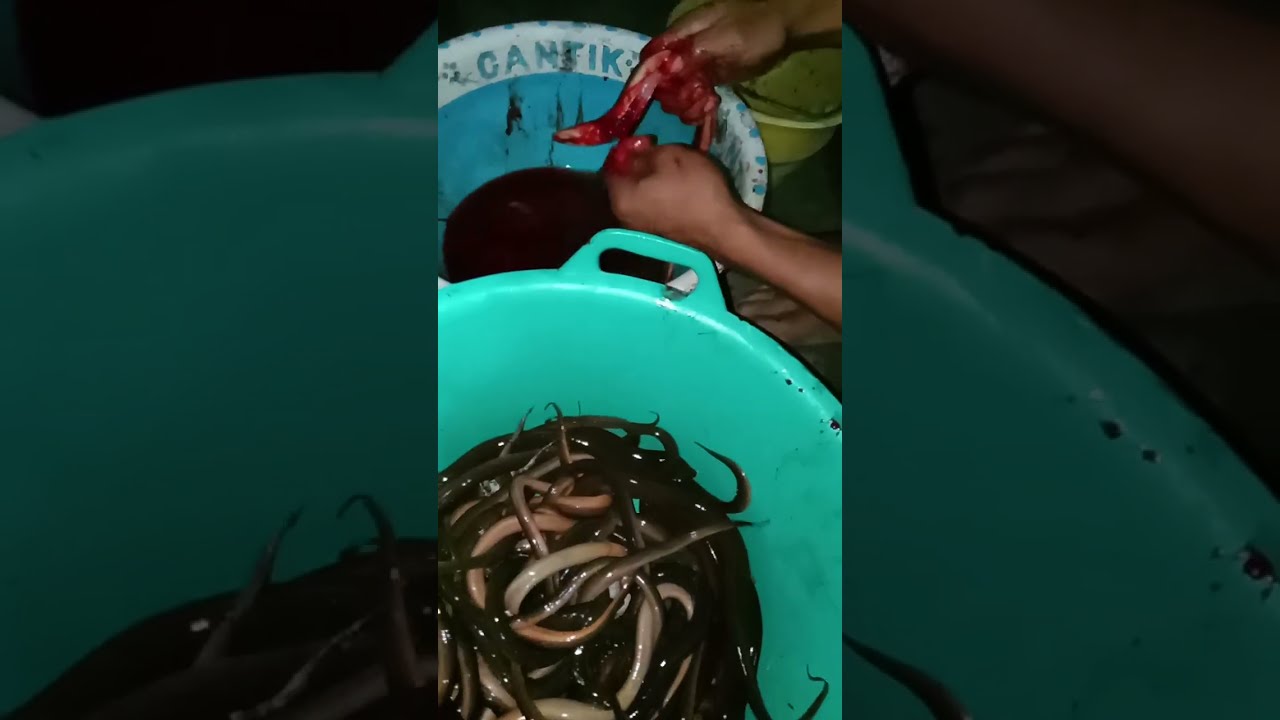 BELUT SAWAH YouTube BELUT SAWAH YouTube