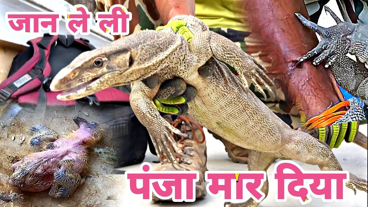 विषखोपड़ा जहरीला जबरदस्त हमला, #monitorlizard #विषखोपड़ा #bichkhopada # ...