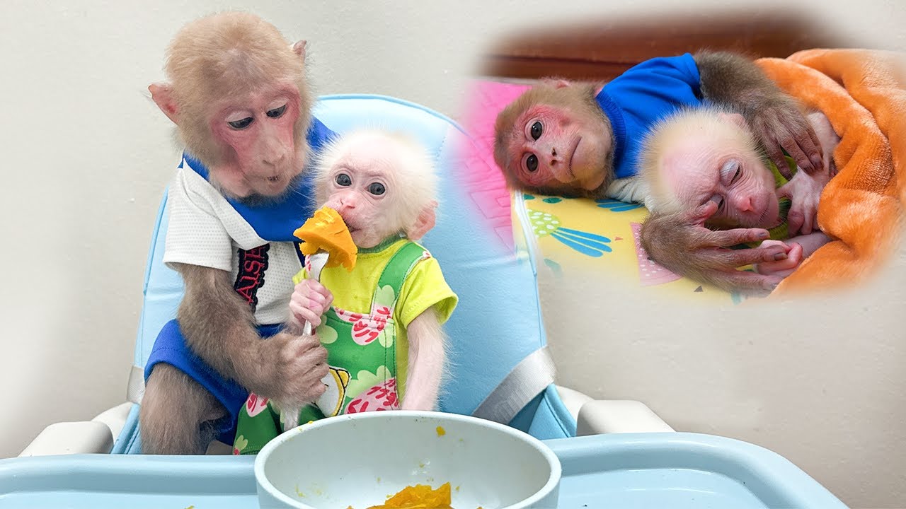 Bibi worries about the baby monkey from sleep to meals! - YouTube