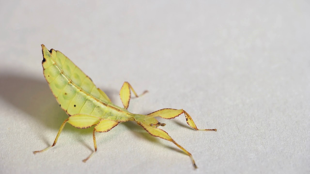 12 studio shot of a nymph of phyllium philippinicum a species of ...