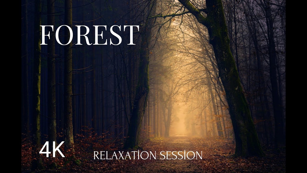 The Most Relaxing Forest Relaxation Session (4K) - YouTube