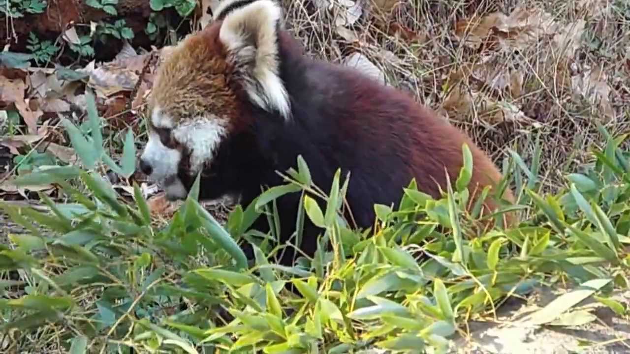 2013年12月14日 多摩動物公園 レッサーパンダ アズキ Tama Zoological Park Red Panda Azuki ...