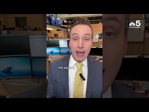 Will extreme cold cause ‘exploding trees' in Chicago area? - YouTube