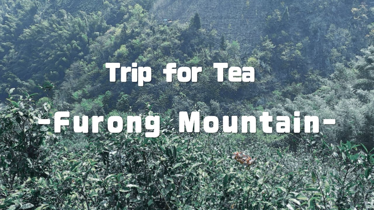 Trip for Tea: Furong Mountain - YouTube