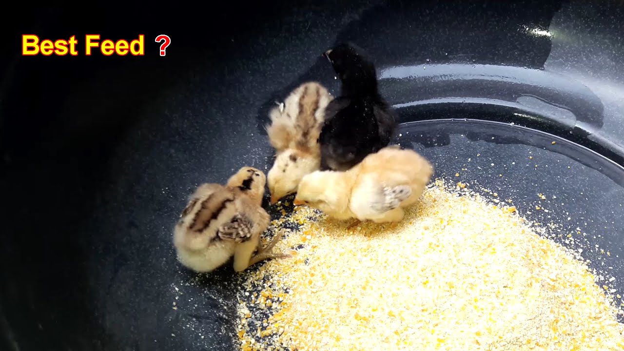 First Feed For Baby Chicks After Hatch || What to Feed Baby Chicks ...