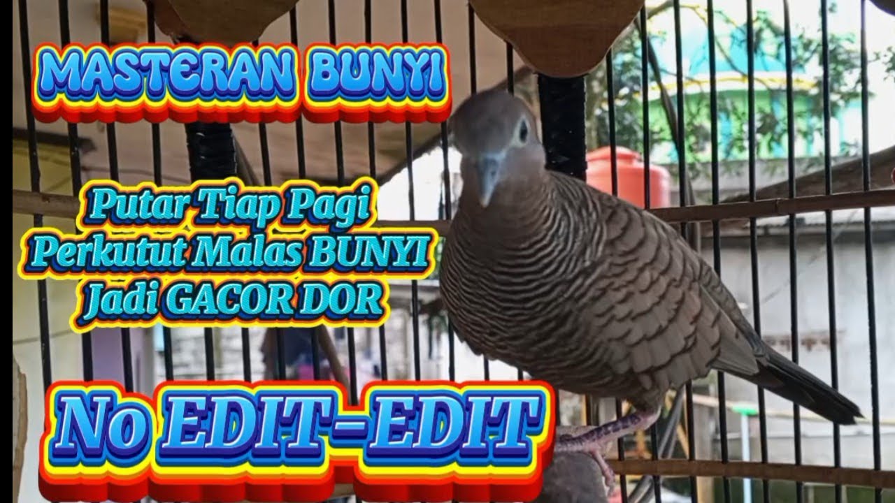 Perkutut Cemani Gacor MASTERAN BUNYI perkutut Paling Ampuh - YouTube
