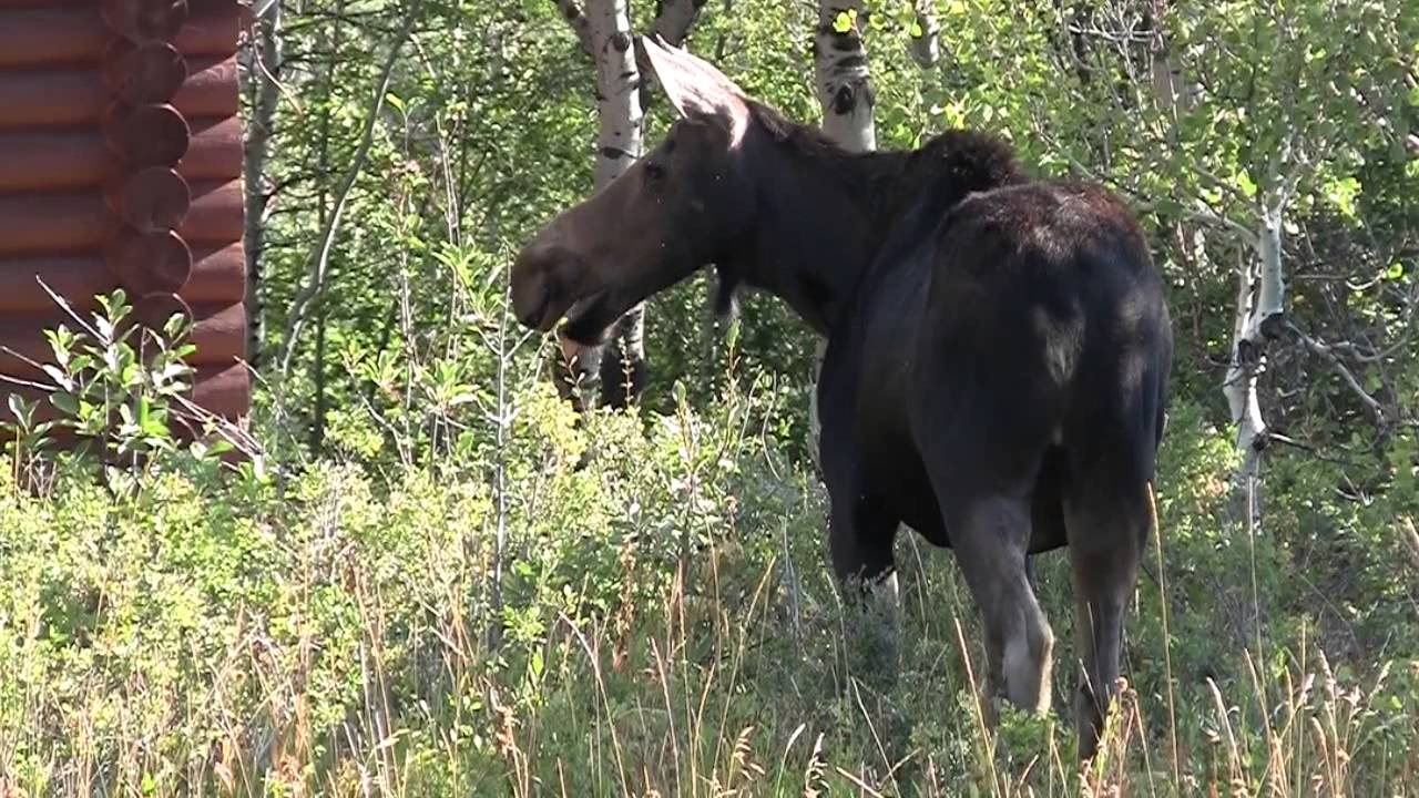 Moose - YouTube