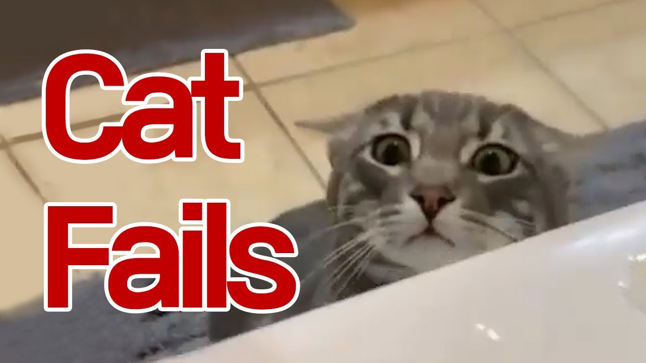 Funny | Meme | Fails Cat Compilation #37 - YouTube