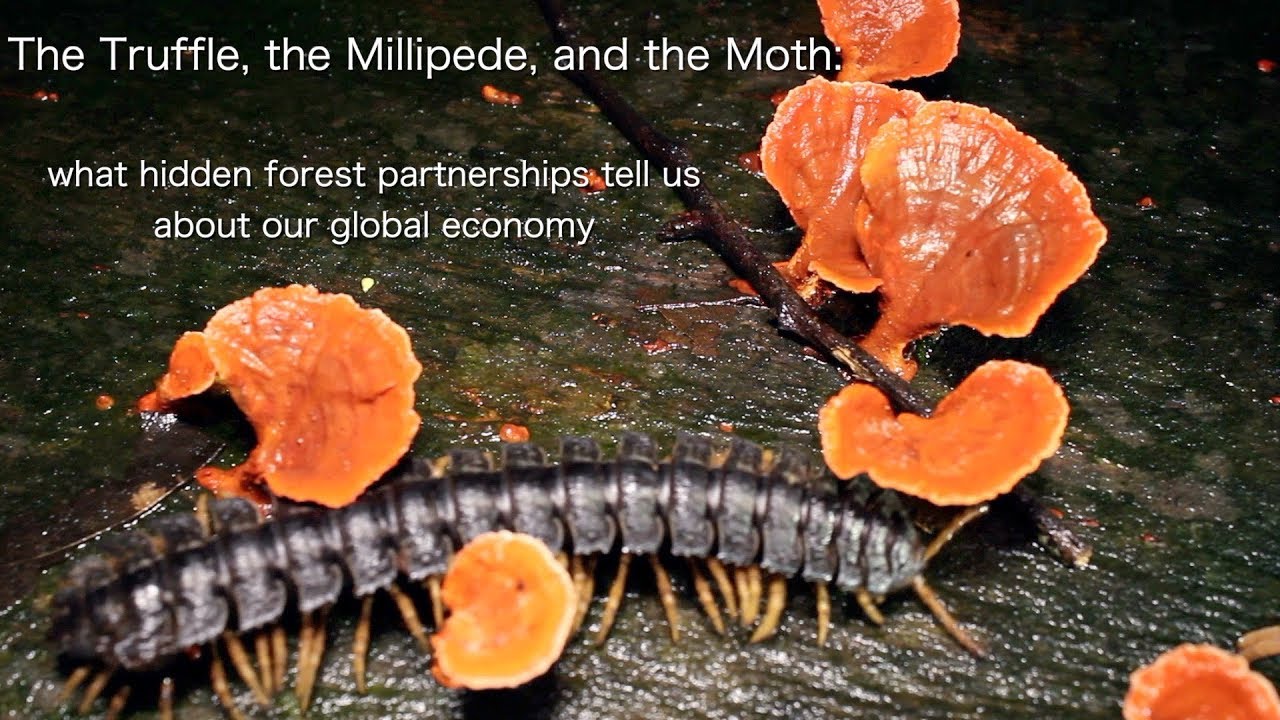 The Truffle, the Millipede, and the Moth - YouTube