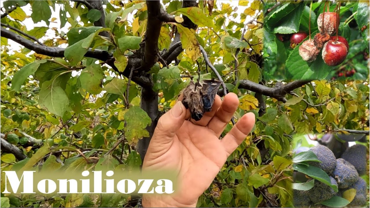 Boala pomilor sâmburoși, Monilioza - tratament! - YouTube