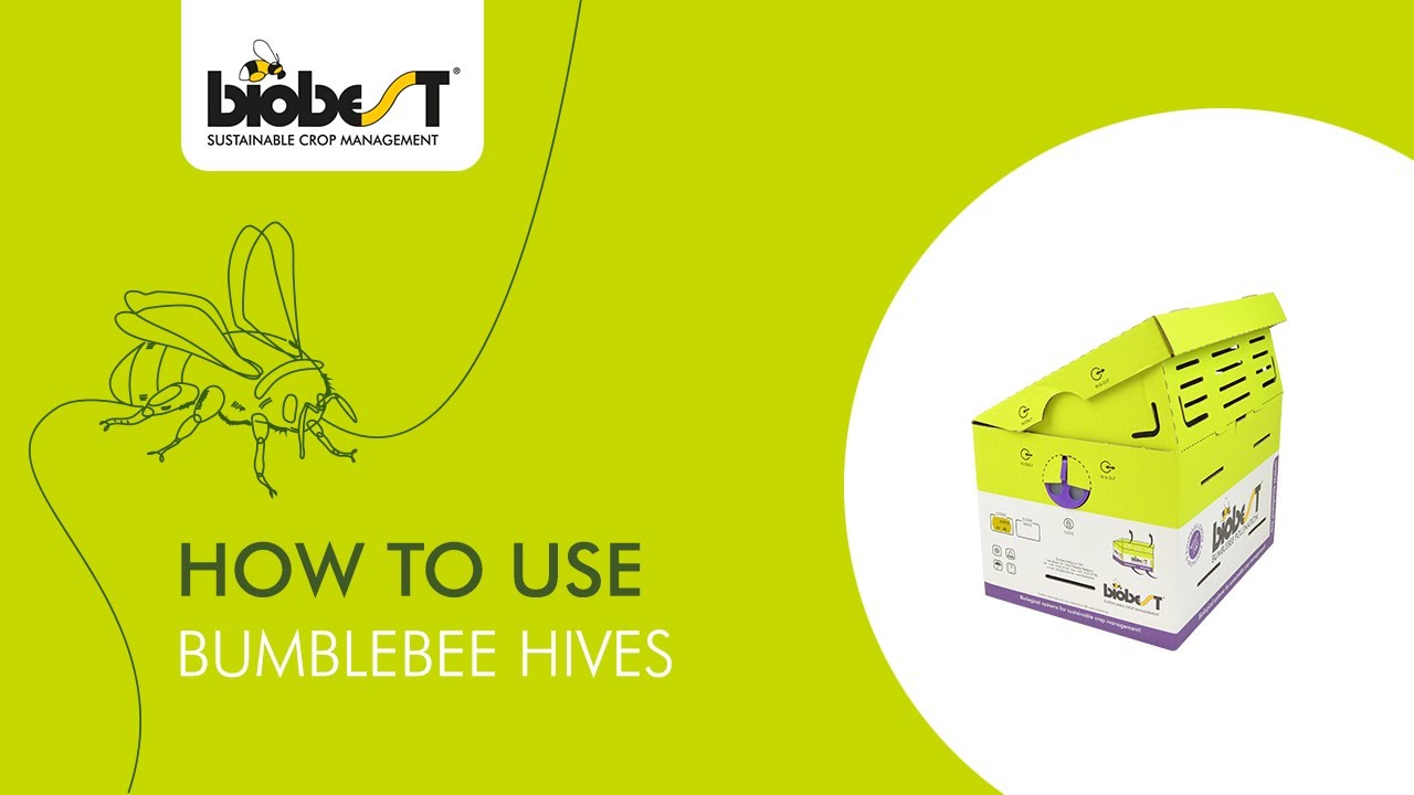 How to use bumblebee hives from Biobest - YouTube