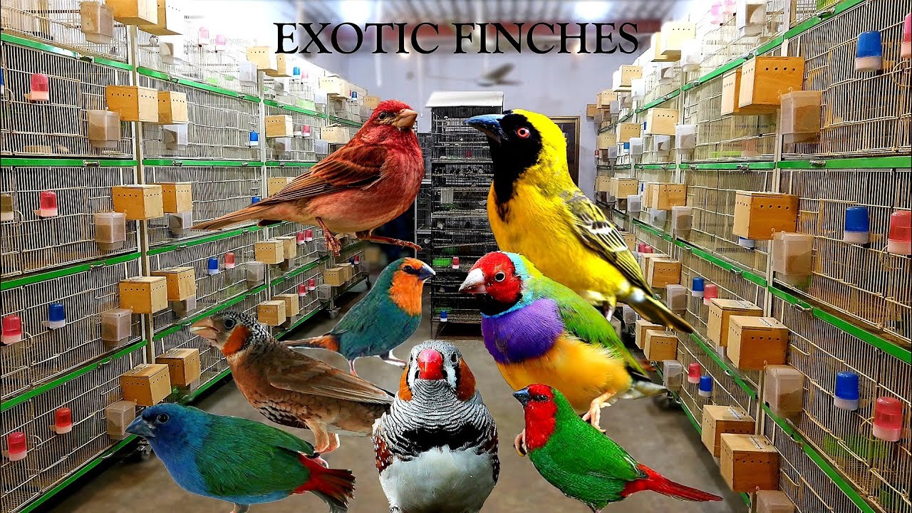 Extremely High-Quality Exotic Finches Breeding Setup - YouTube