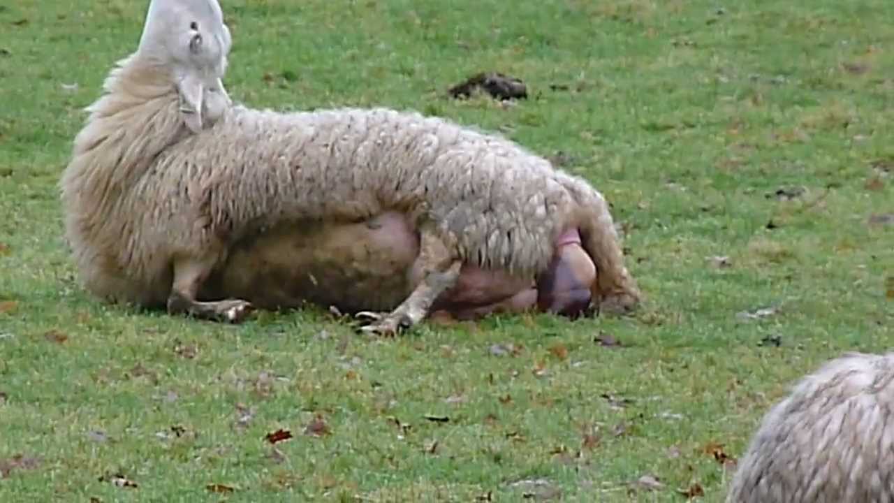 Geboorte Lam, Schaapskudde Epe/Heerde - YouTube