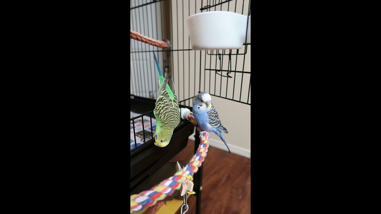 Blue Budgie Tian Tian's Melody: Searching for Green Budgie Niu Niu ...