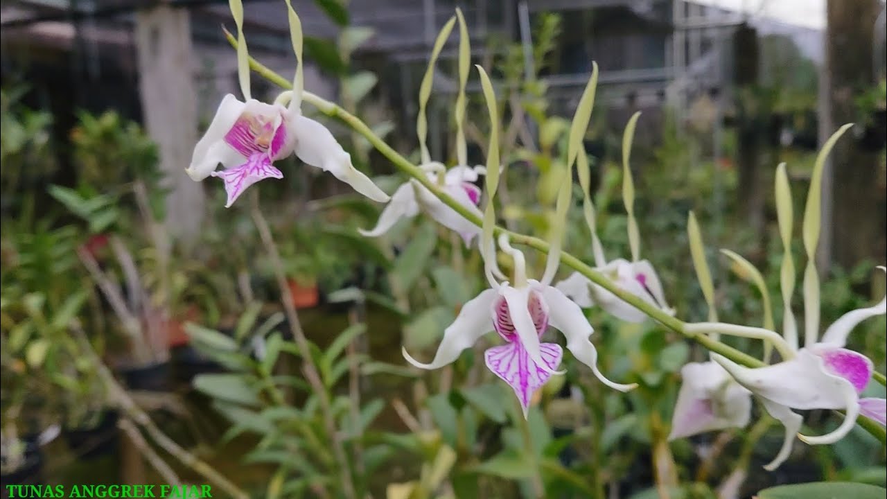 Cari Stratiotes?? Anggrek dendrobium spesies Papua subur rimbun - YouTube