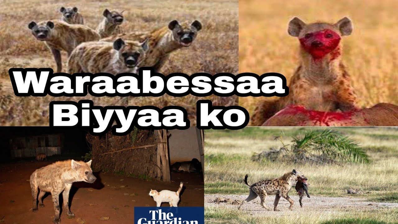 Waraabeessa Biyyaa kenyaa dawadhaa harar keessaa baking jalala ...