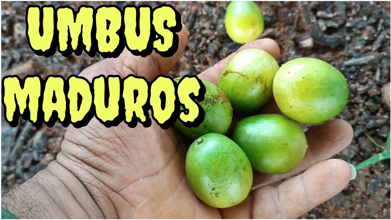 UMBUZEIRO COM UMBUS MADUROS - YouTube