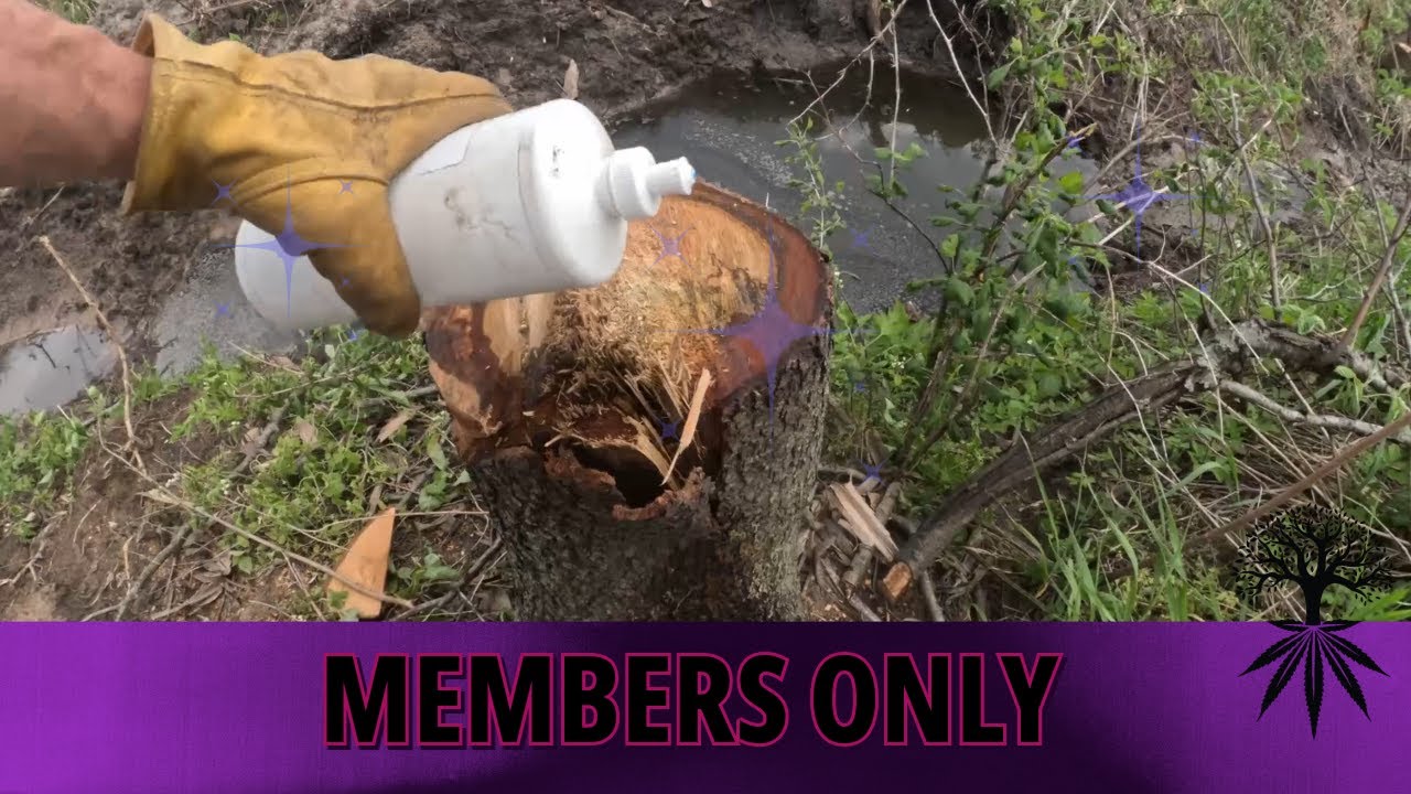 MO Killing Stumps in a farm Ditch - YouTube