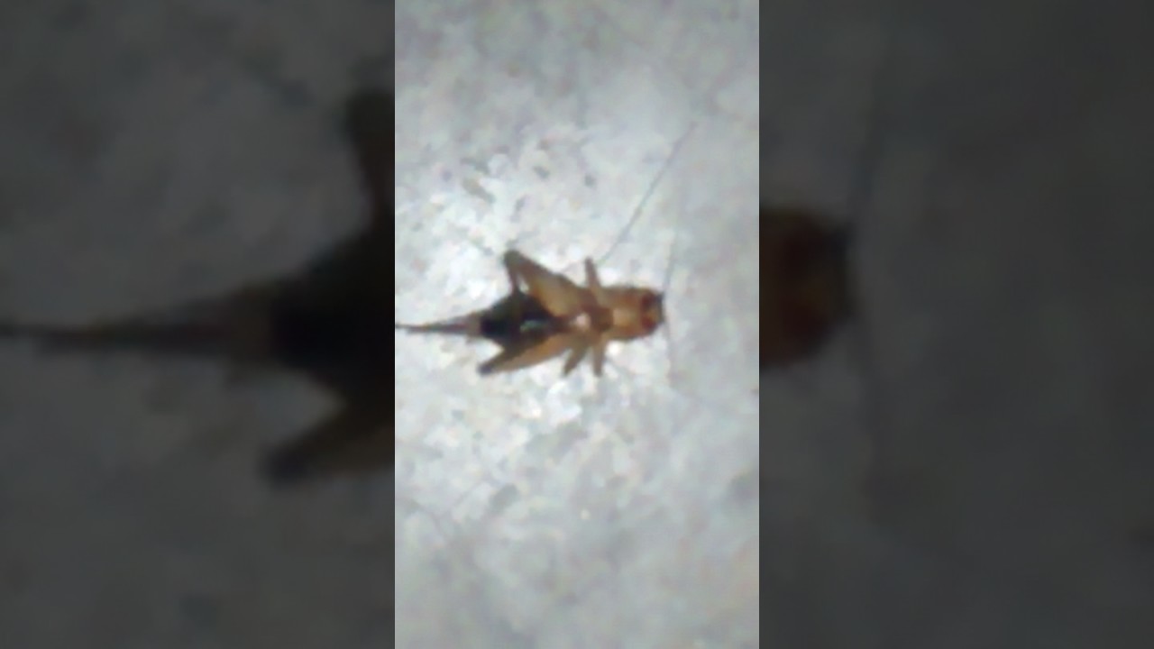 Grillo pariendo parte 1 - YouTube