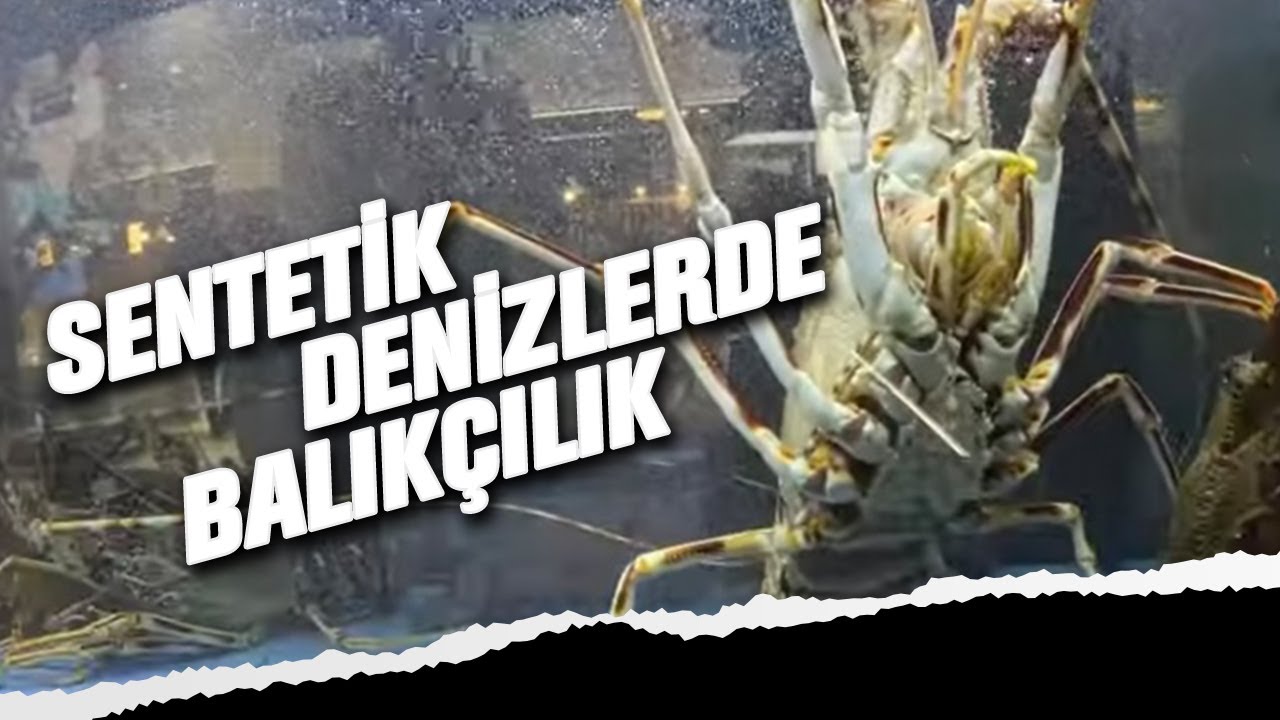 Türkler, Norveç'e Istakoz Denizi İhraç Ediyor - YouTube