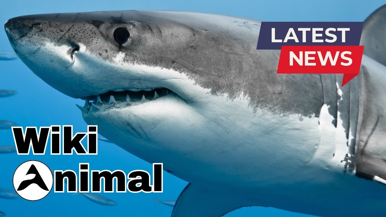 Deepwater sharks, rays endangered - YouTube