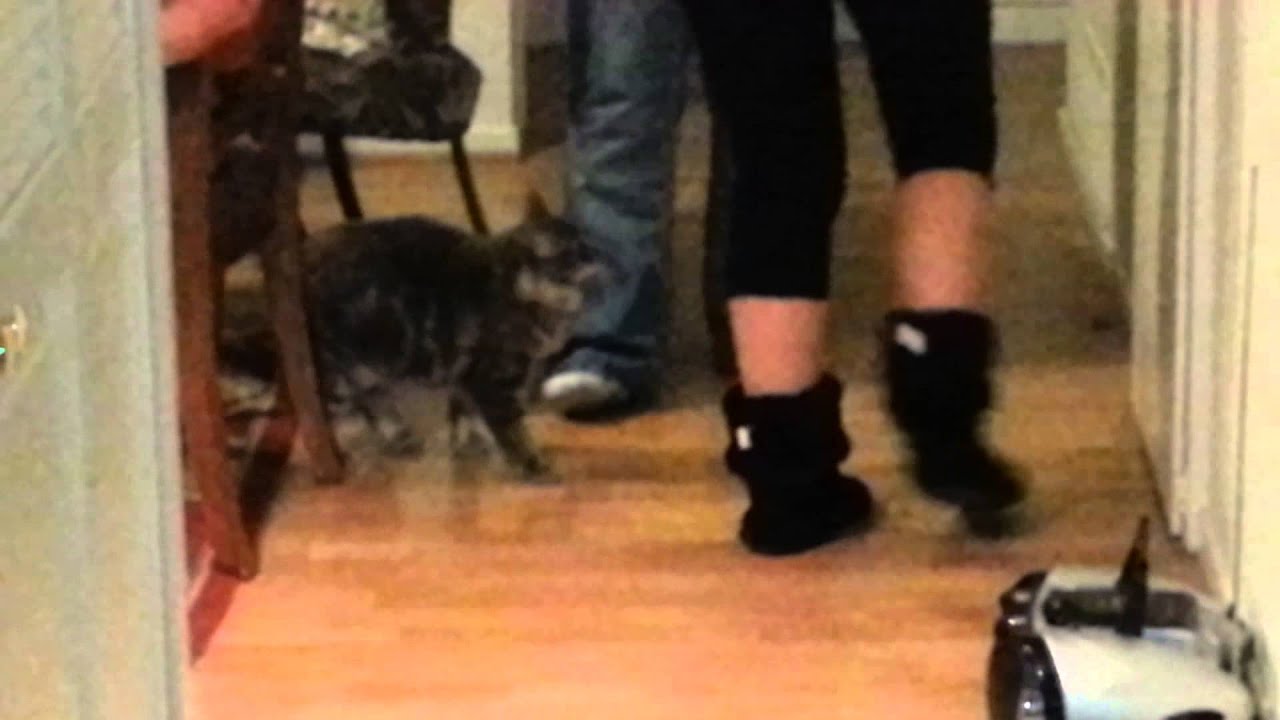 A cat fetching!!! - YouTube