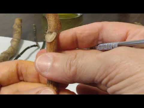 Twig anatomy - YouTube