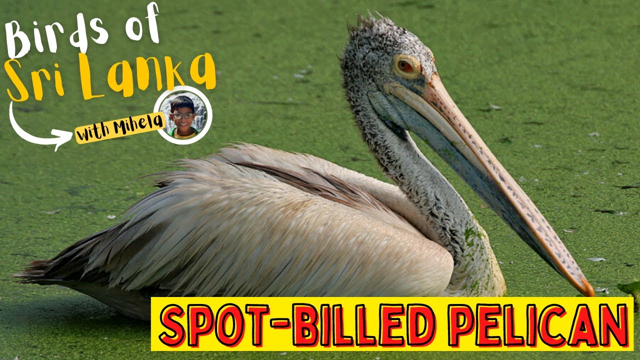 SPOT-BILLED PELICAN | Birds of Sri Lanka with Mihela | Grey Pelican ...