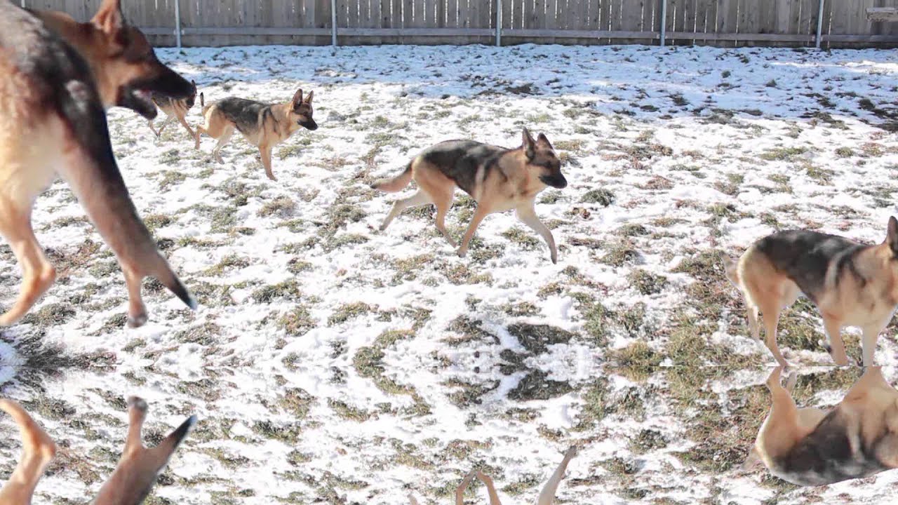 DOGS & DOGS & DOGS & MORE DOGS - YouTube