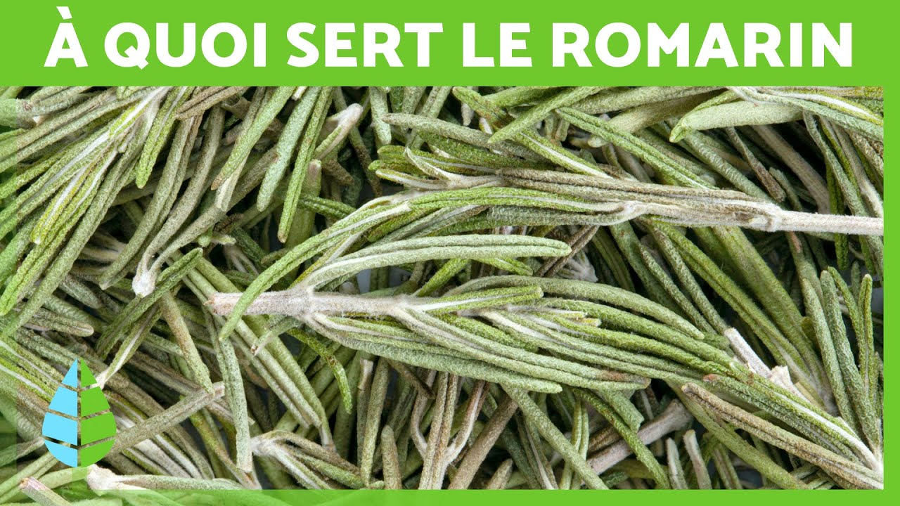 TOUT SAVOIR sur le ROMARIN 🌿 Bienfaits, à quoi sert et comment le ...