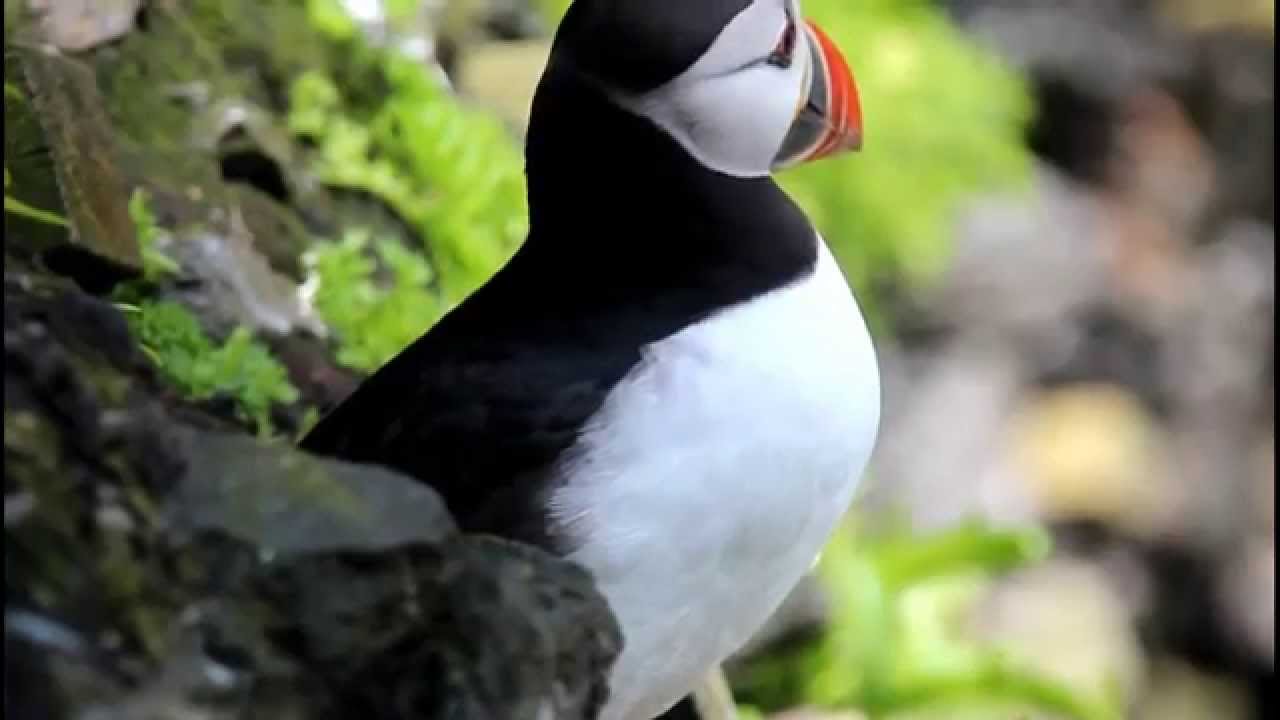 Puffins in Skellig Michael Island - YouTube