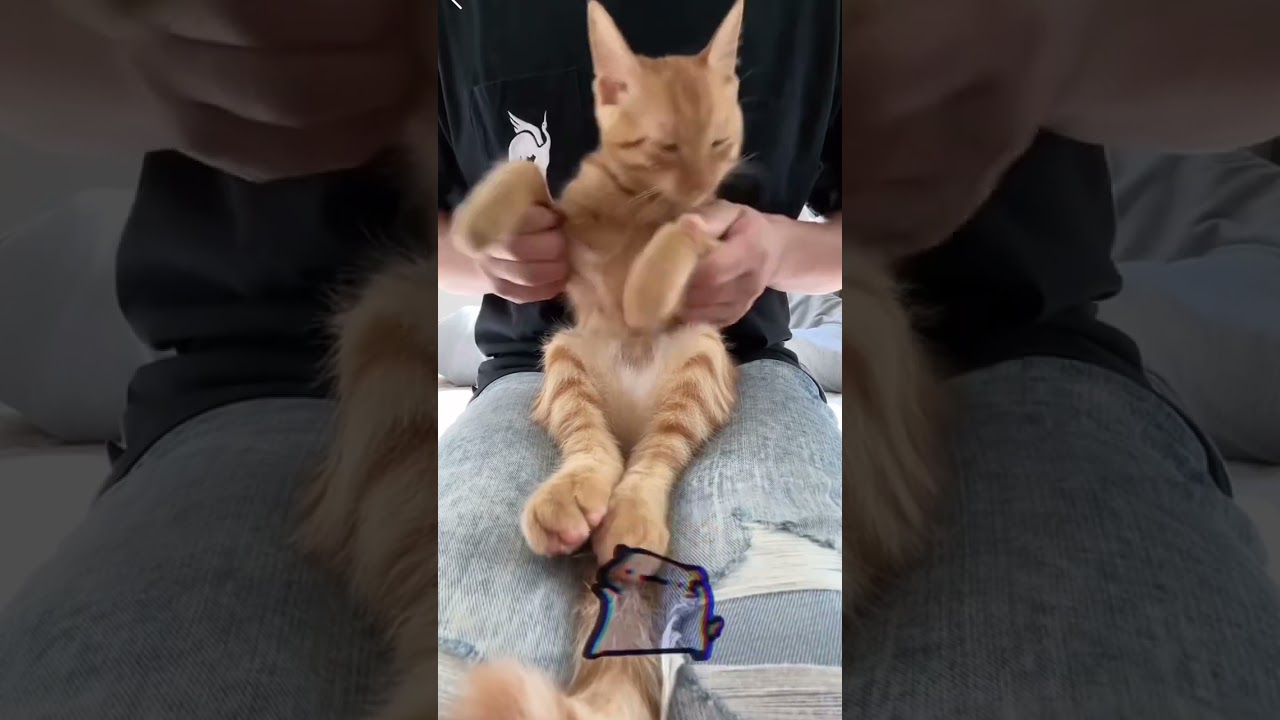 猫ダンス#マラカス猫 #猫ぺろぺろ #はやってる #shorts ＃アル日記 #Esso #Maracas cat - YouTube