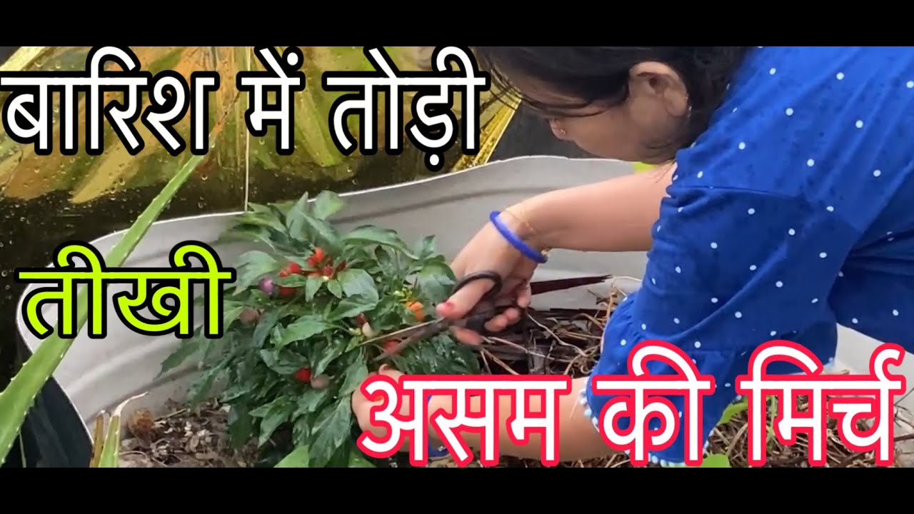 Aaj Todi Assam Ki Teekhi Mirch 🌶️ #mirchi #children #playing #farming # ...