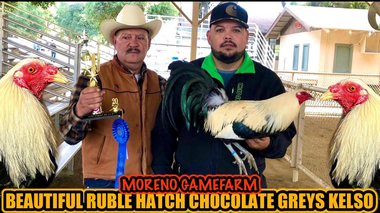 Beautiful Ruble Hatch Chocolate Greys Kelso ~ MORENO GAMEFARM - YouTube