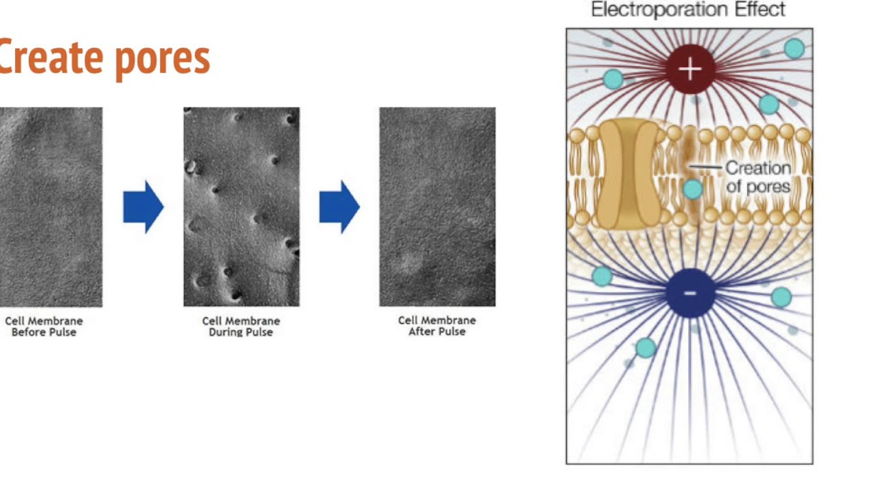 Preparation of competent cells - YouTube