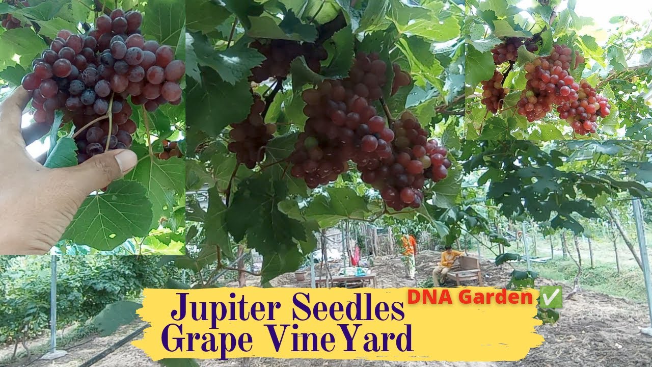 Wisata kebun Anggur Jupiter seedless ‼️ jupiter seedless vineyard ...