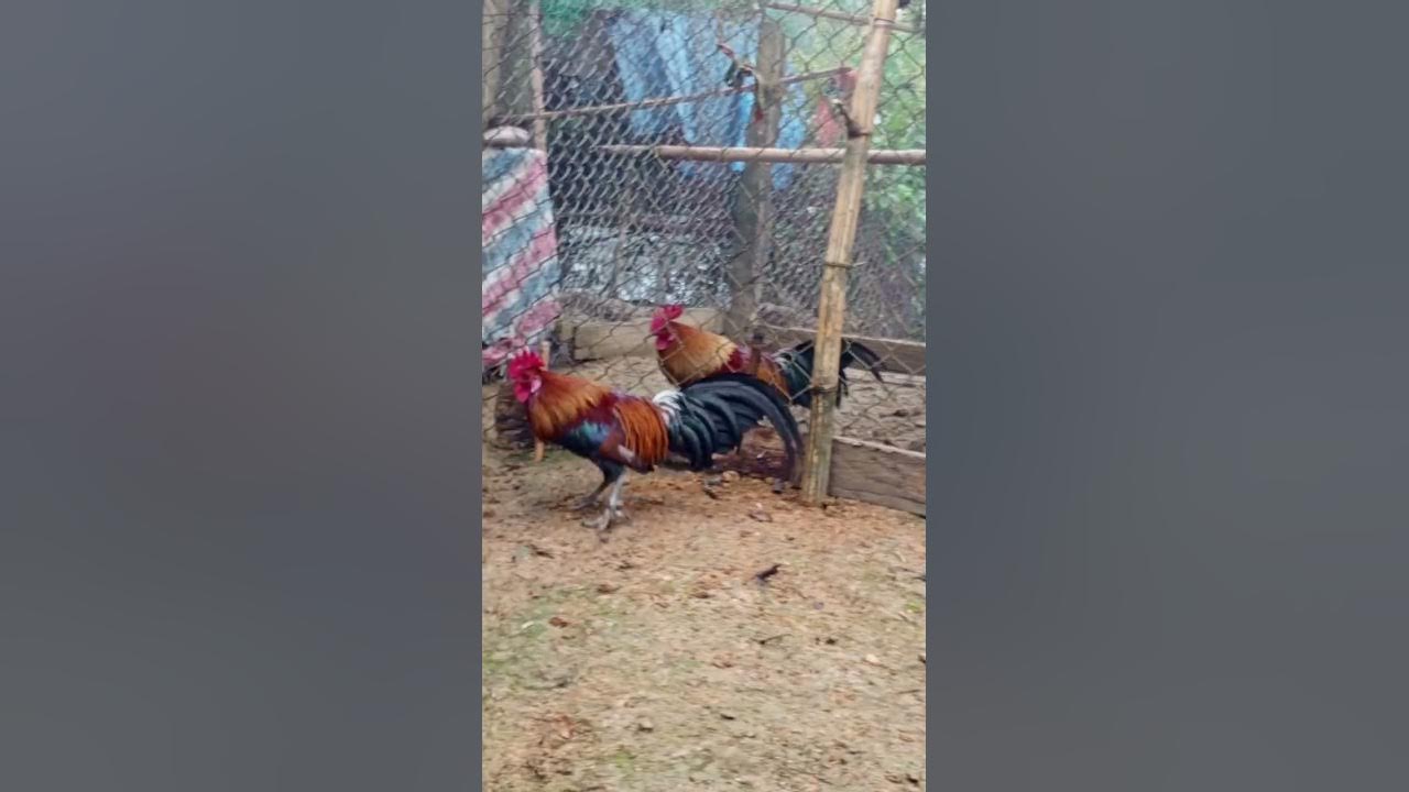 qaib dib qua zoo 2024 - YouTube