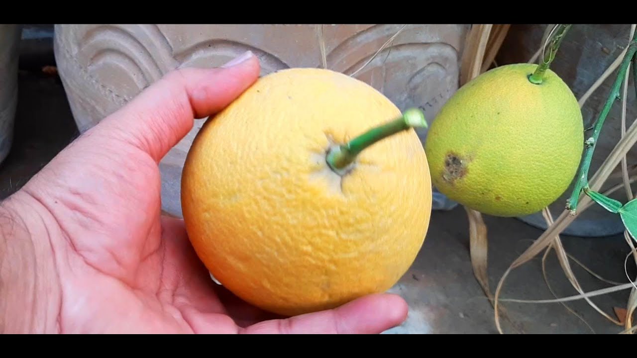 Biggest fruit in Container | Gilgal Fruit | Galgal ka plant | Galgal ...
