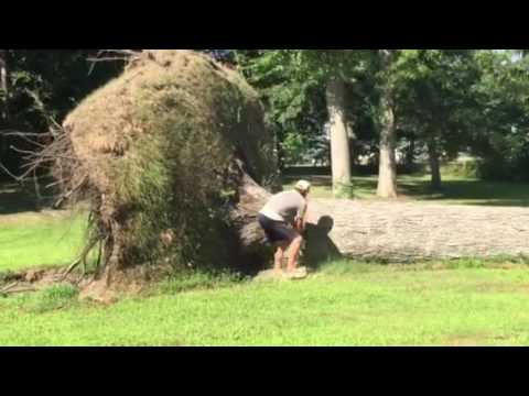 Maple Tree Root Ball Back in its Hole - YouTube