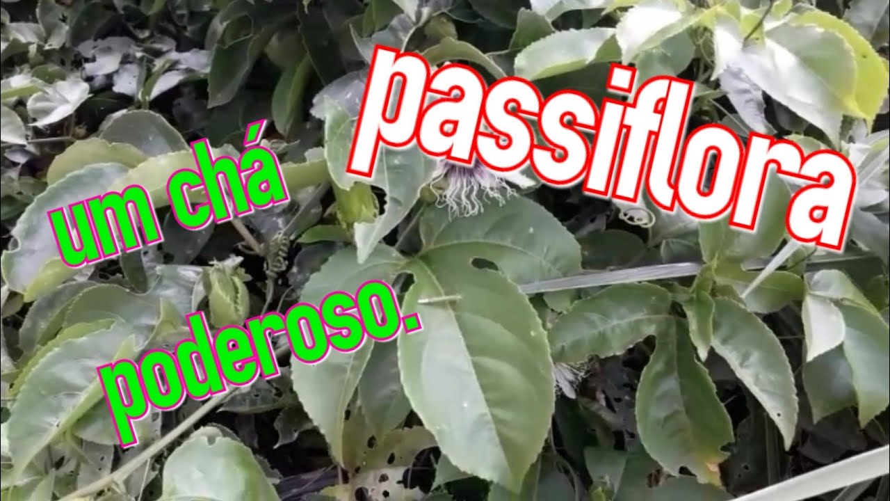 CHÁ da PASSIFLORA: MELHORE SUA ANSIEDADE ESSE É BOM MESMO.🍵s - YouTube
