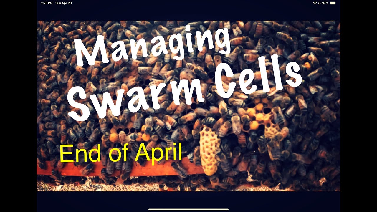 Beekeeping for Beginners | Swarm Cells - YouTube