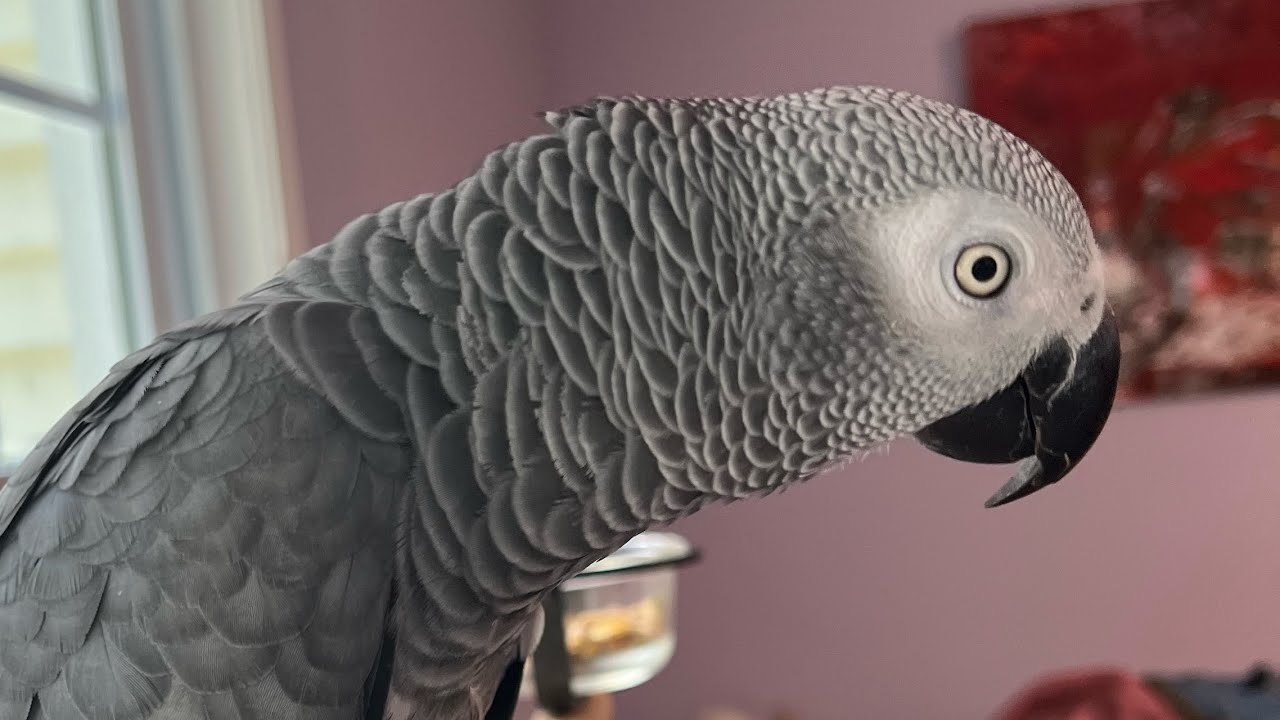 A couple of minutes with Symon the African Grey Talking Parrot🦜#birds # ...