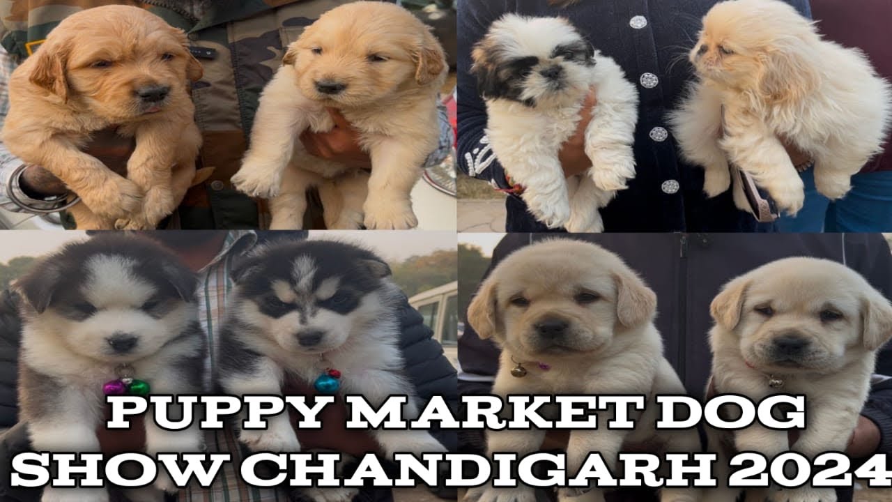 Puppy Market Dog Show Chandigarh 2024 ||PUPPY LOVERS Rejoice at ...