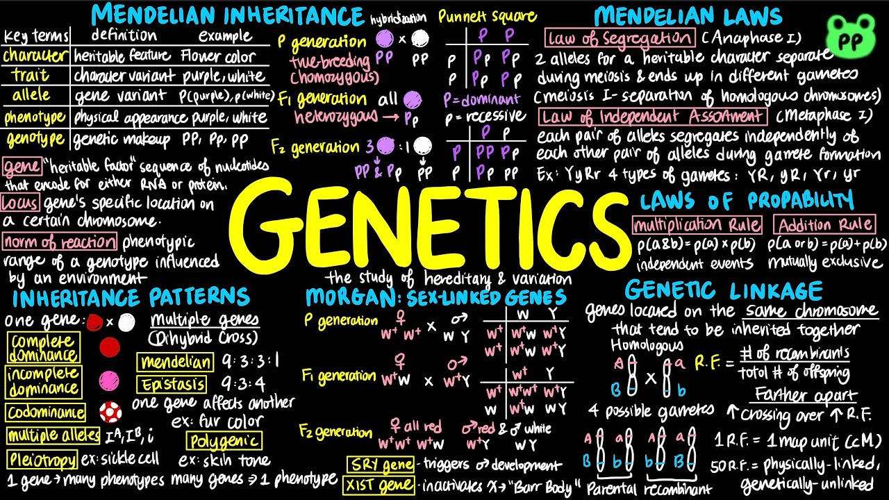 Genetics | Cell & Genetics 08 | Biology | PP Notes | Campbell 8E Ch. 14 ...