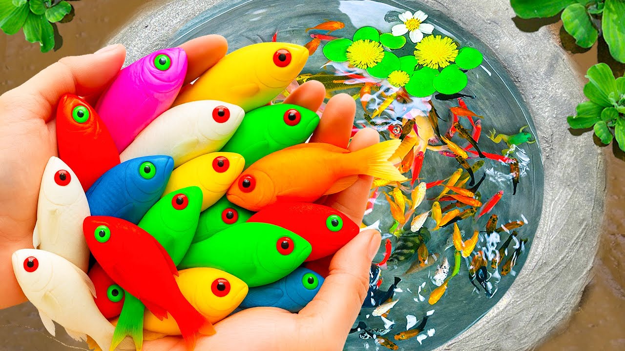 Amazing Catch Ornamental Fish In Giant Colorful Eggs, Catfish, Guppy ...