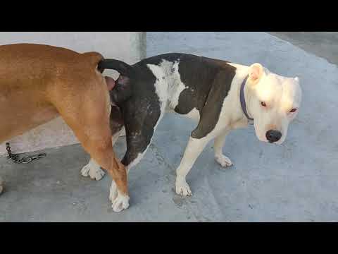 Pitbull dog first time mating video male and female