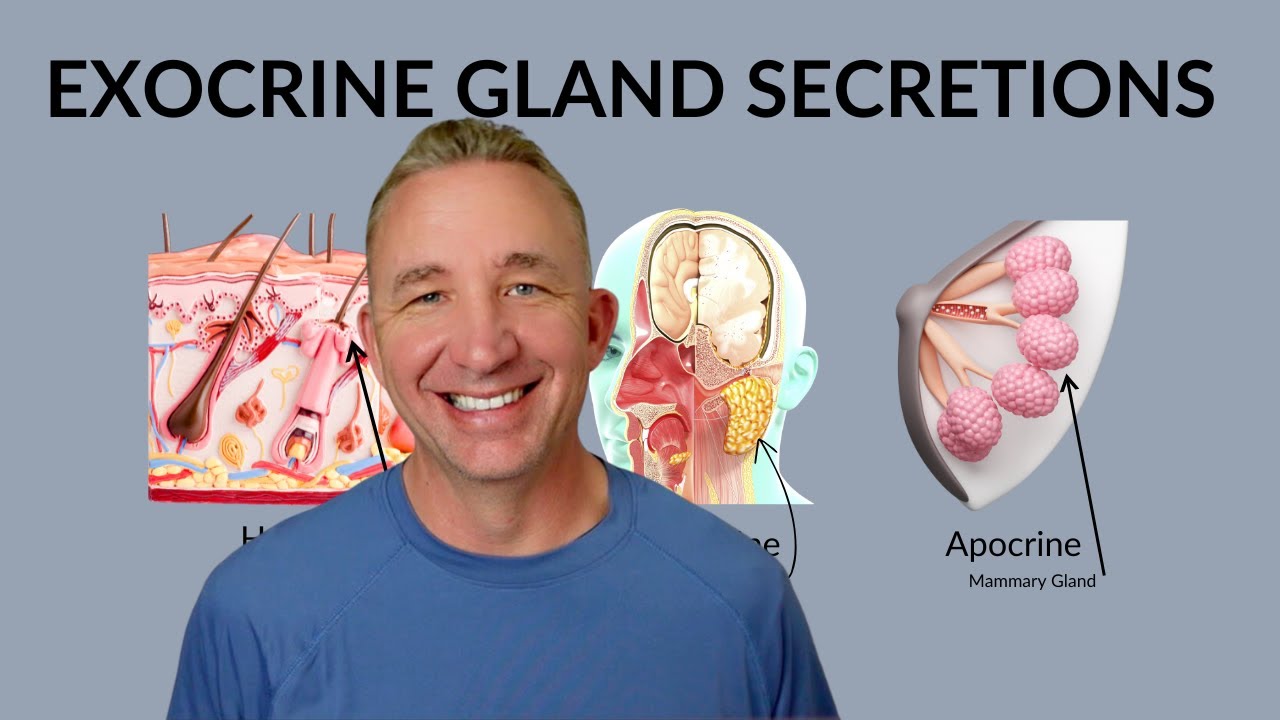 Understanding Exocrine Glands and Their Modes of Secretion - YouTube