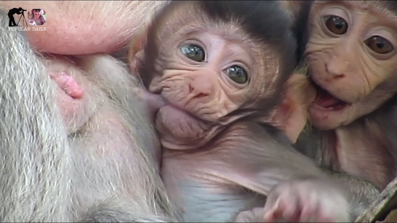 Amazing so cute baby monkey sika and cuteboy with mother today😍 - YouTube