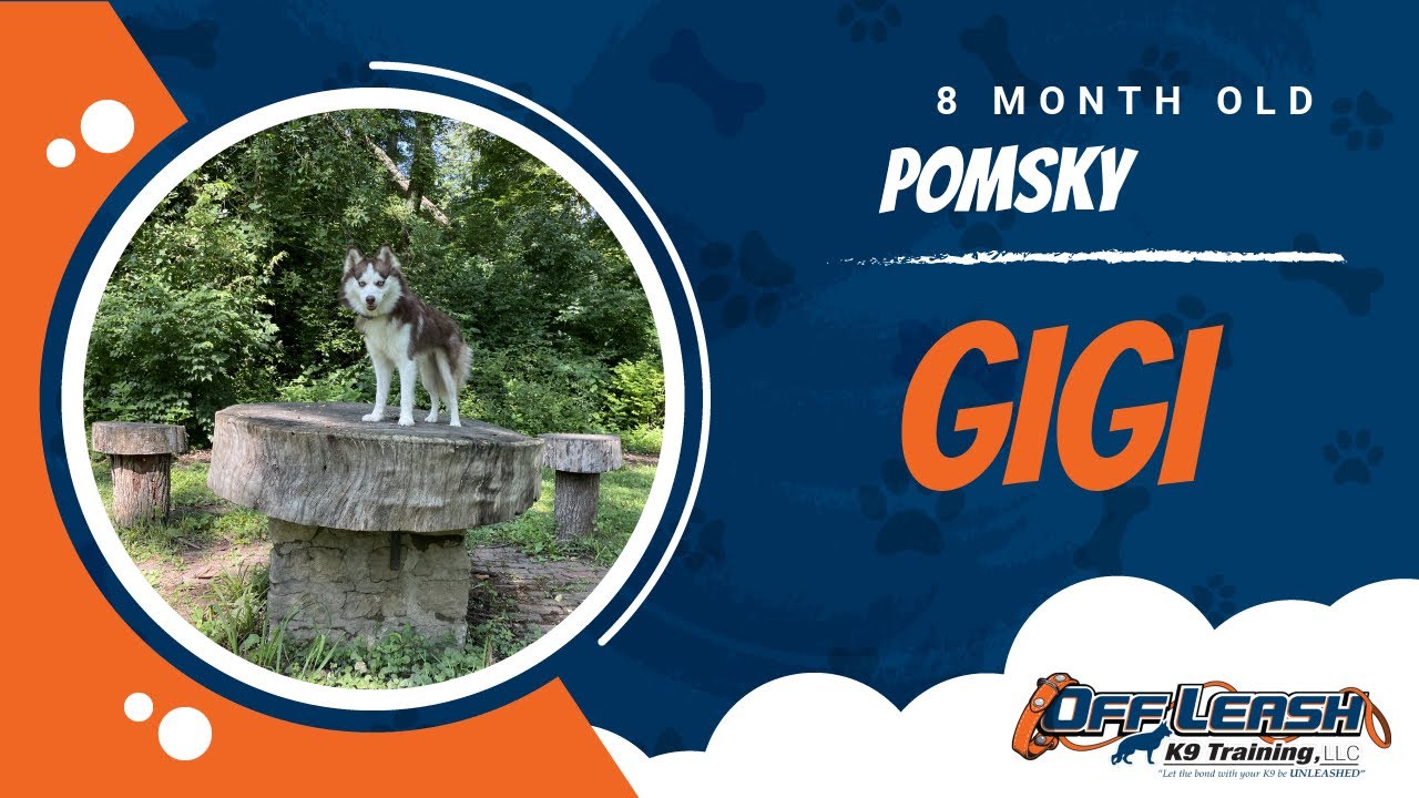 🆕 Ohio Dog Training | Springfield, Ohio Dog Training 🆕 - YouTube