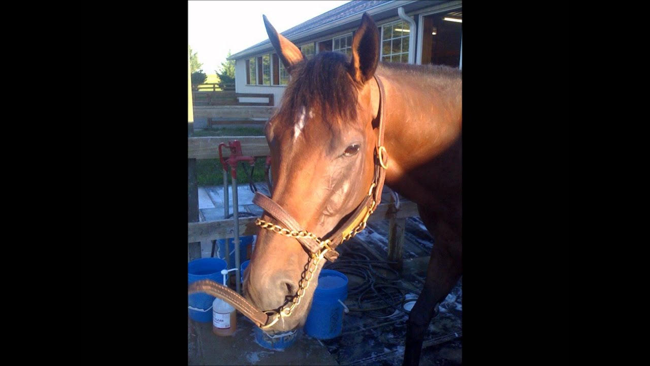 Alex Brown Racing's Horse Racing Show, Episode 3 - YouTube